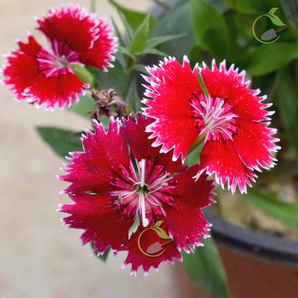 Dianthus - Mix Colour - Creative Garden -Nursery for Urban Gardening