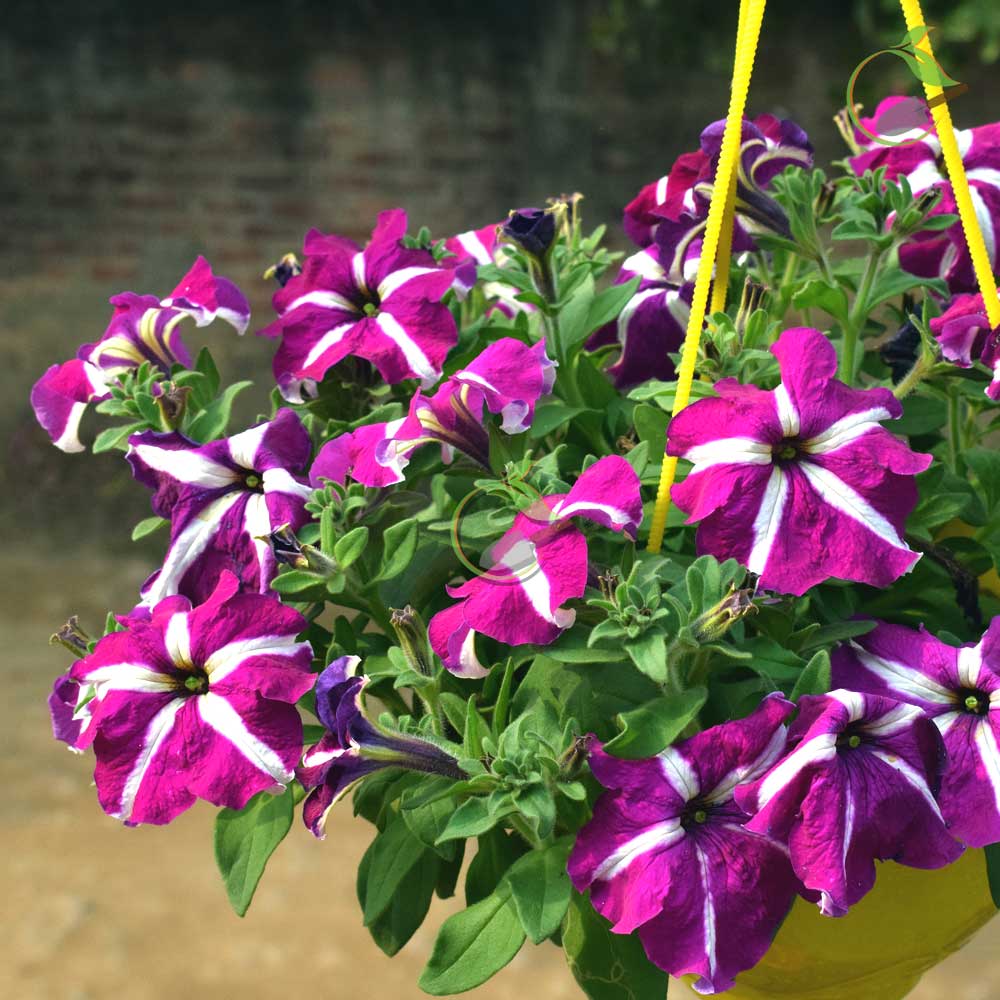 Petunia With Hanging Pot - Creative Garden -Nursery for Urban Gardening