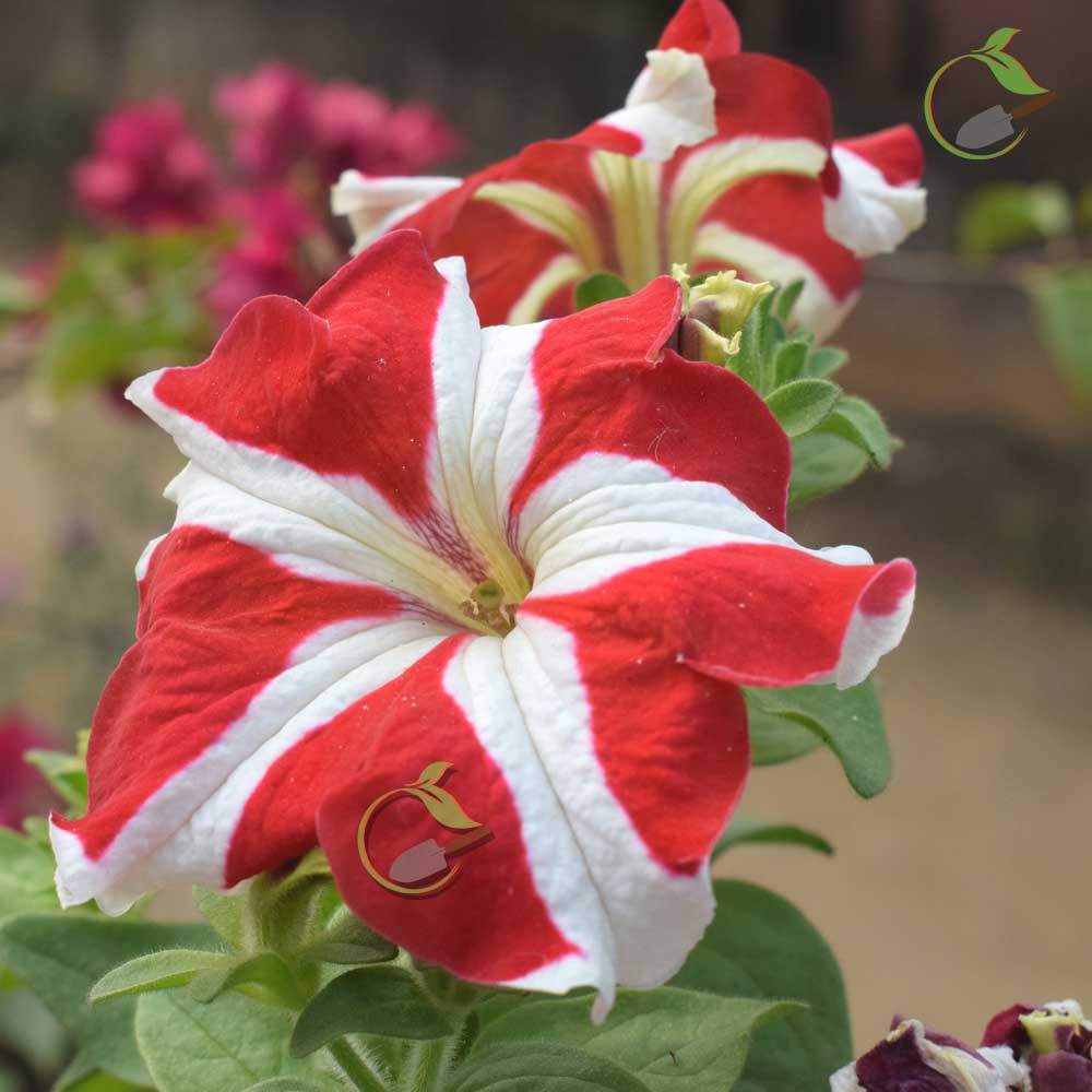 Petunia - Online Plant Nursery in Guwahati