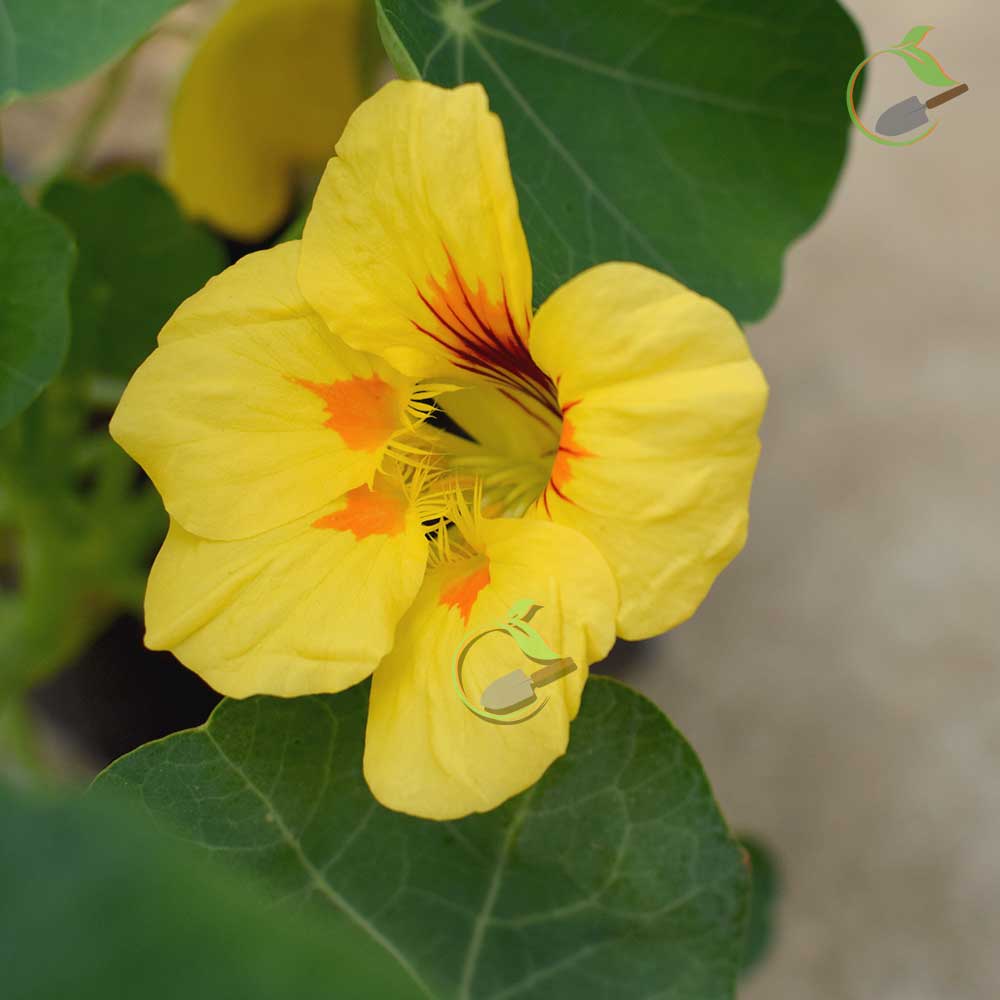 Poppy - Online Plant Nursery in Guwahati