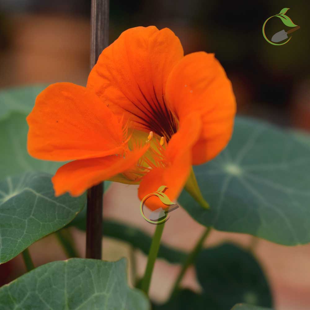 Poppy - Creative Garden - Online Plant Nursery in Guwahati