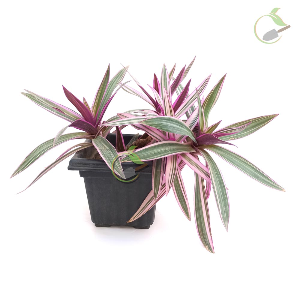 Rhoeo Tricolour Tradescantia - Creative Garden - Online Plant Nursery ...