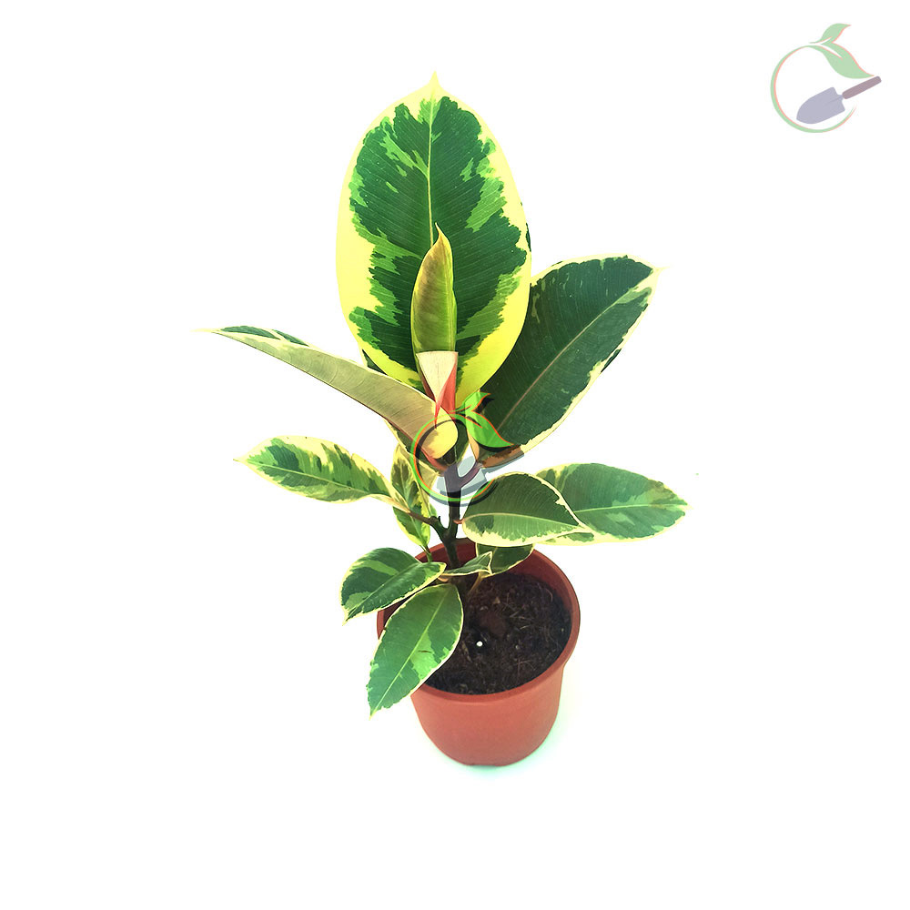 Buy Ficus Elastica Variegated - Rubber Plant at Creative Garden ...