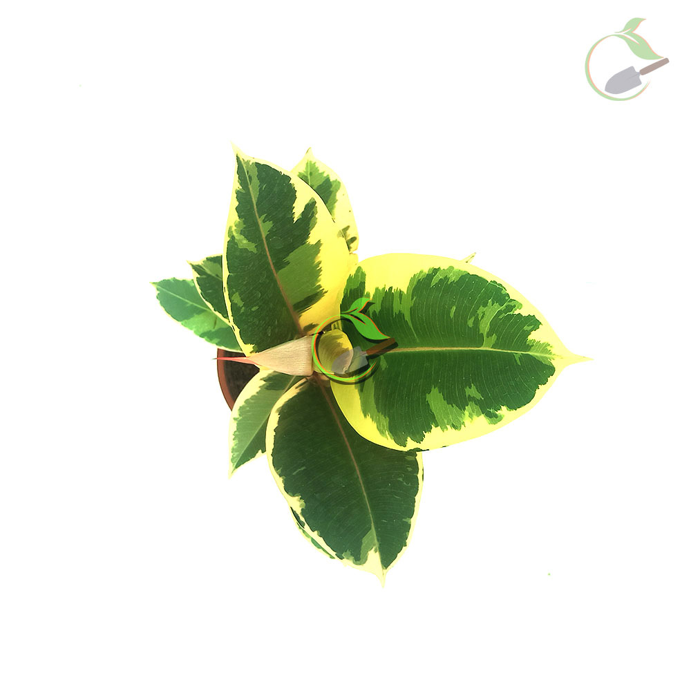 Buy Ficus Elastica Variegated - Rubber Plant at creativegarden.in