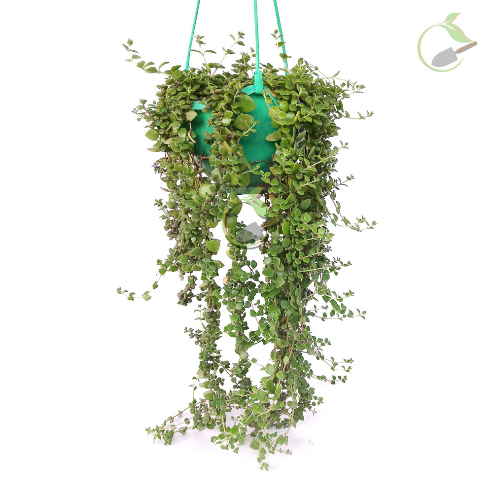 Tangled hearts - Hanging Plant - Creative Garden - Online Plant Nursery ...