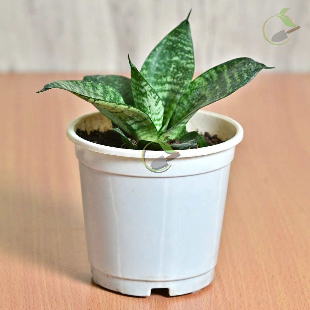 Sansevieria/Snake Plant-Green - Table Top Plants - Creative Garden ...