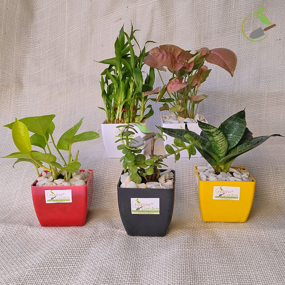 table top indoor plants combo set