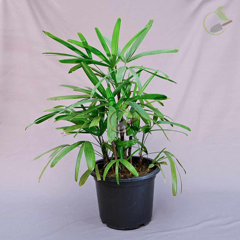 Rhapis Palm - Creative Garden -Nursery for Urban Gardening