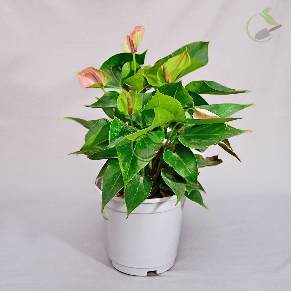 anthurium (Pink) - Creative Garden -Nursery for Urban Gardening